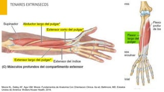 anatomia de la mano completa huesos, region palamar y dorlsal | PPTX
