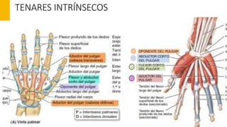 anatomia de la mano completa huesos, region palamar y dorlsal | PPTX