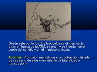 anatomia-de-la-articulacion-temporomandibular | PPT