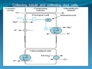Diuretics and antidiuretics explaining mechanism of action, therapeutic ...