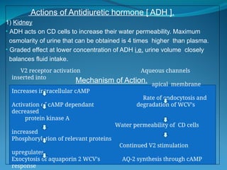 Diuretics and antidiuretics explaining mechanism of action, therapeutic ...
