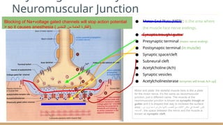 6,7- contraction and NM transmisson.pptx