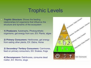 trophic energy levels6706524360692465213.ppt