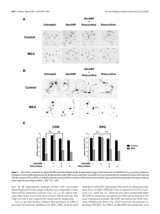 Hypusination paper JNS | PDF
