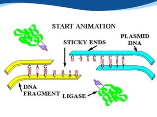 Restriction Enzymes Animation