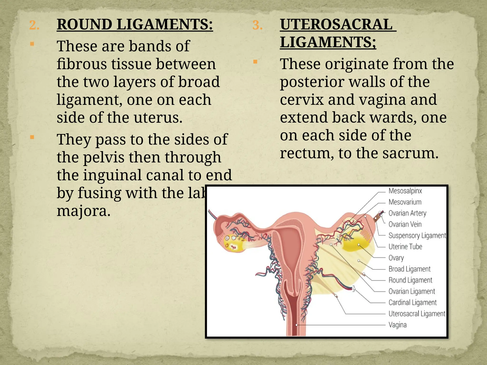 675400789-ANATOMY-AND-PHYSIOLOGY-OF-FEMALE-REPRODUCTIVE-SYSTEM-1.pptx