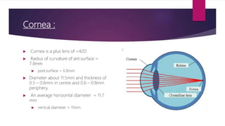 Presentation of optics of eye and ray diagrams | PPTX