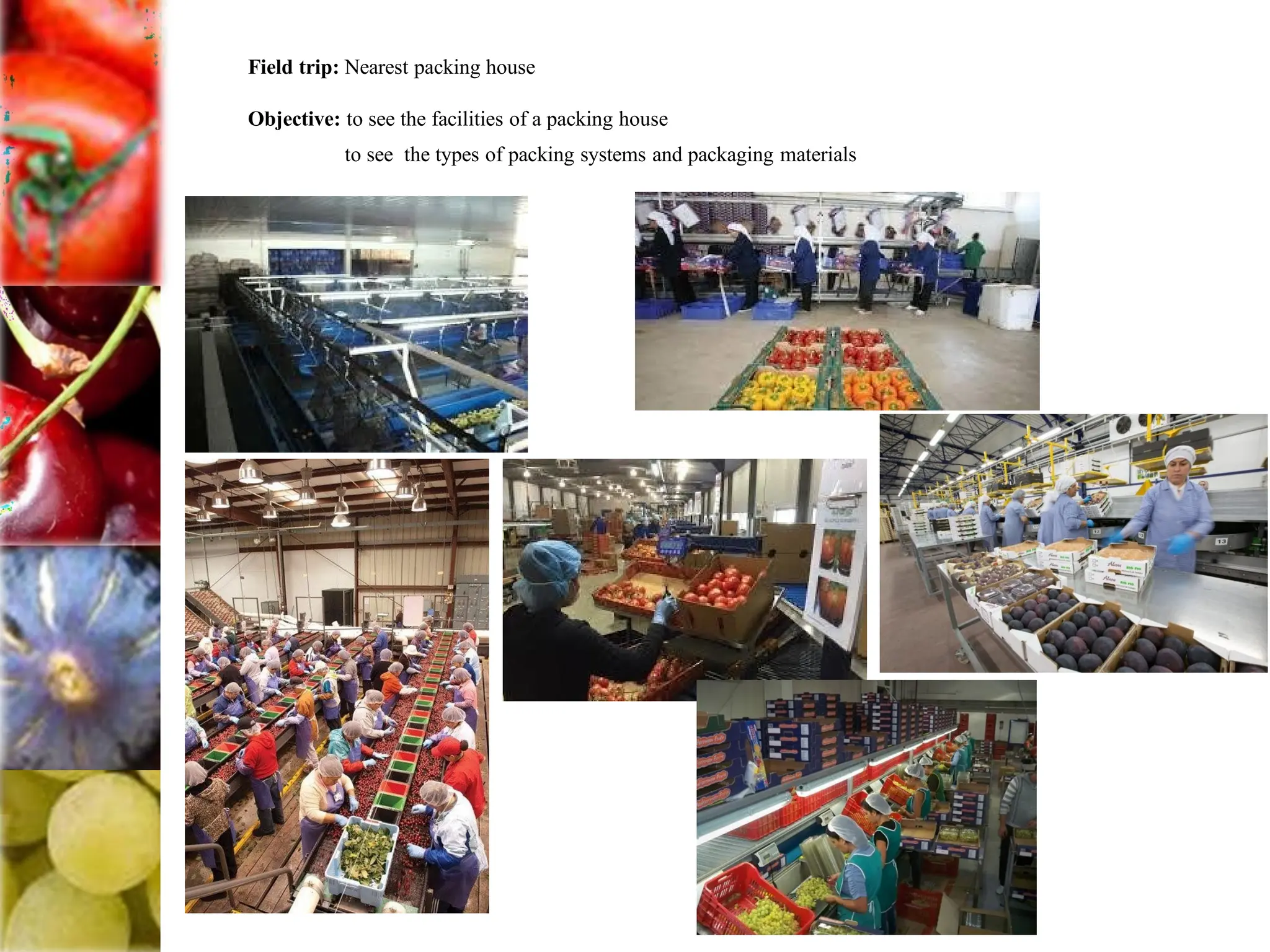 679833973-Fresh-Cut-Fruits-and-Vegetable-Processing-and-Packaging.pptx