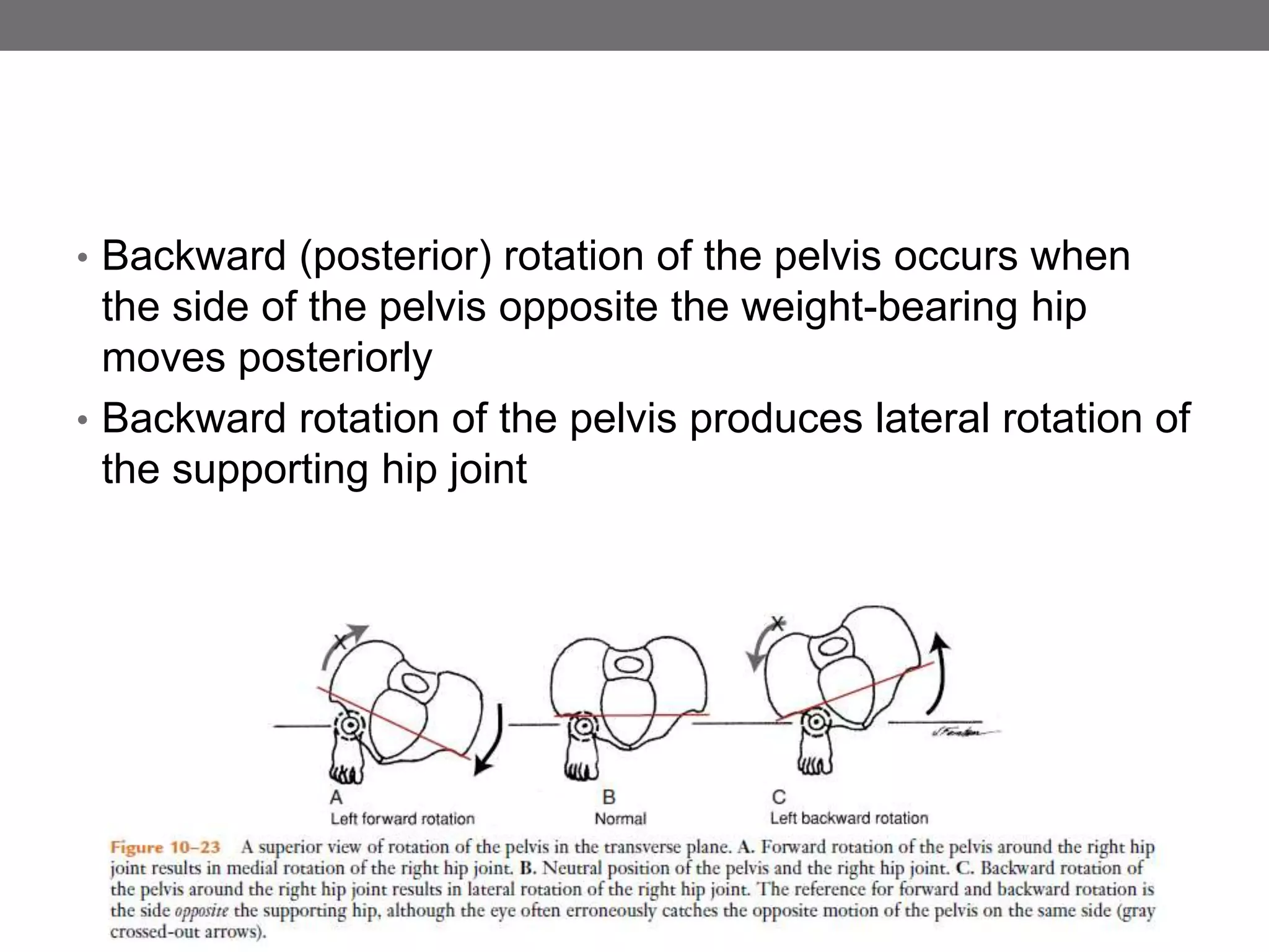 BIOMECHANICS OF HIP JOINT BY Dr. VIKRAM | PPTX
