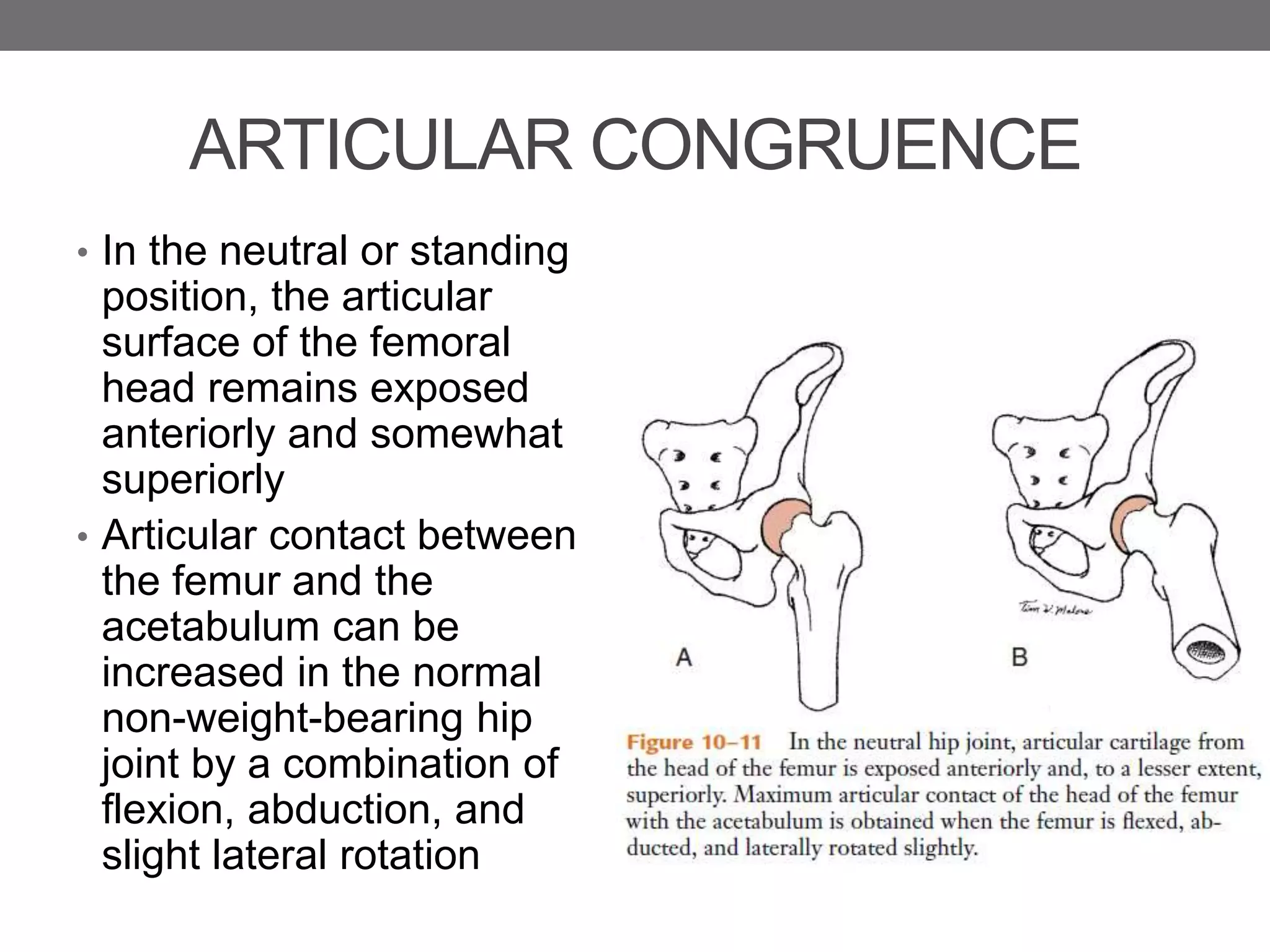 BIOMECHANICS OF HIP JOINT BY Dr. VIKRAM | PPTX