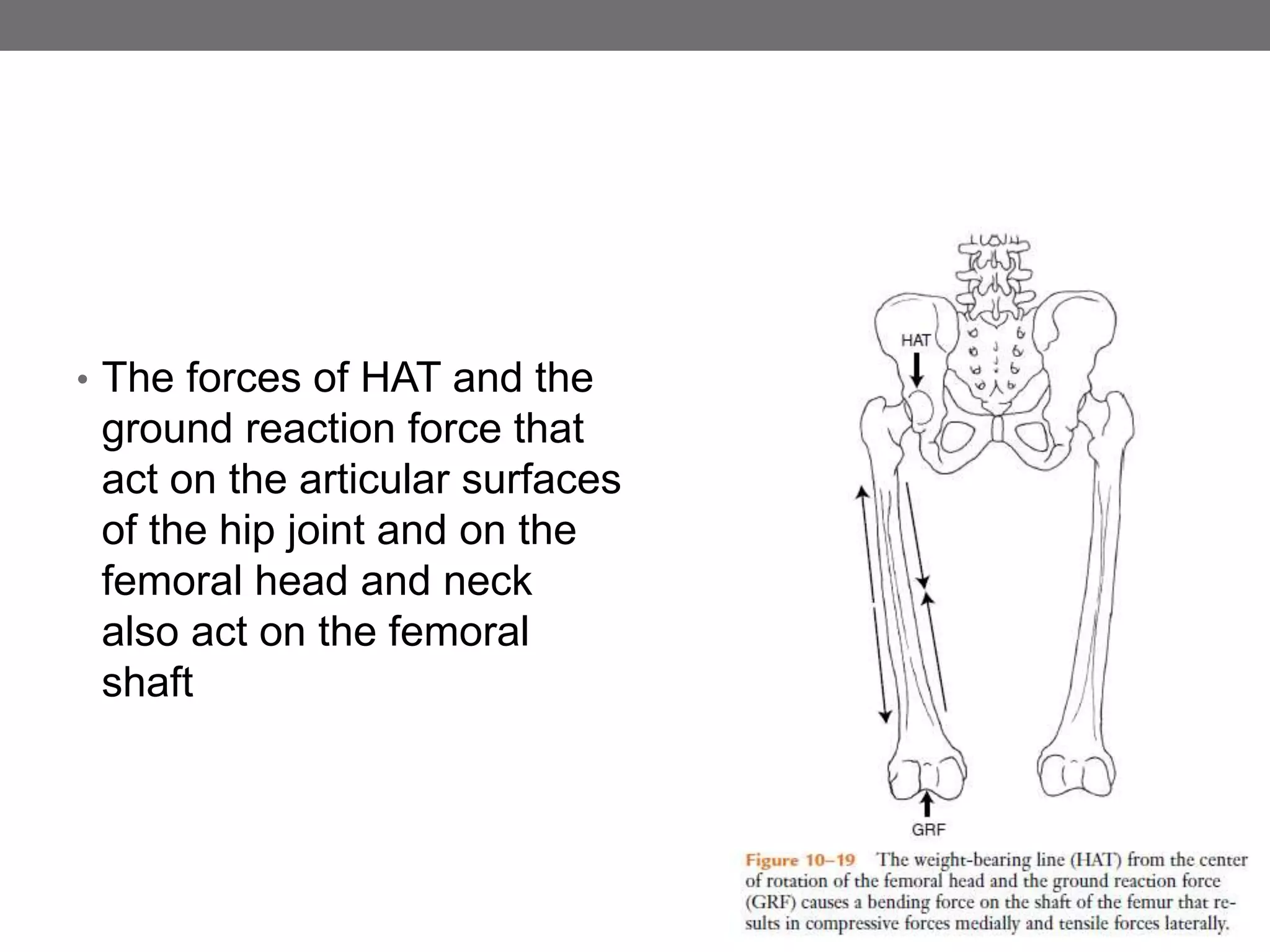 BIOMECHANICS OF HIP JOINT BY Dr. VIKRAM | PPTX