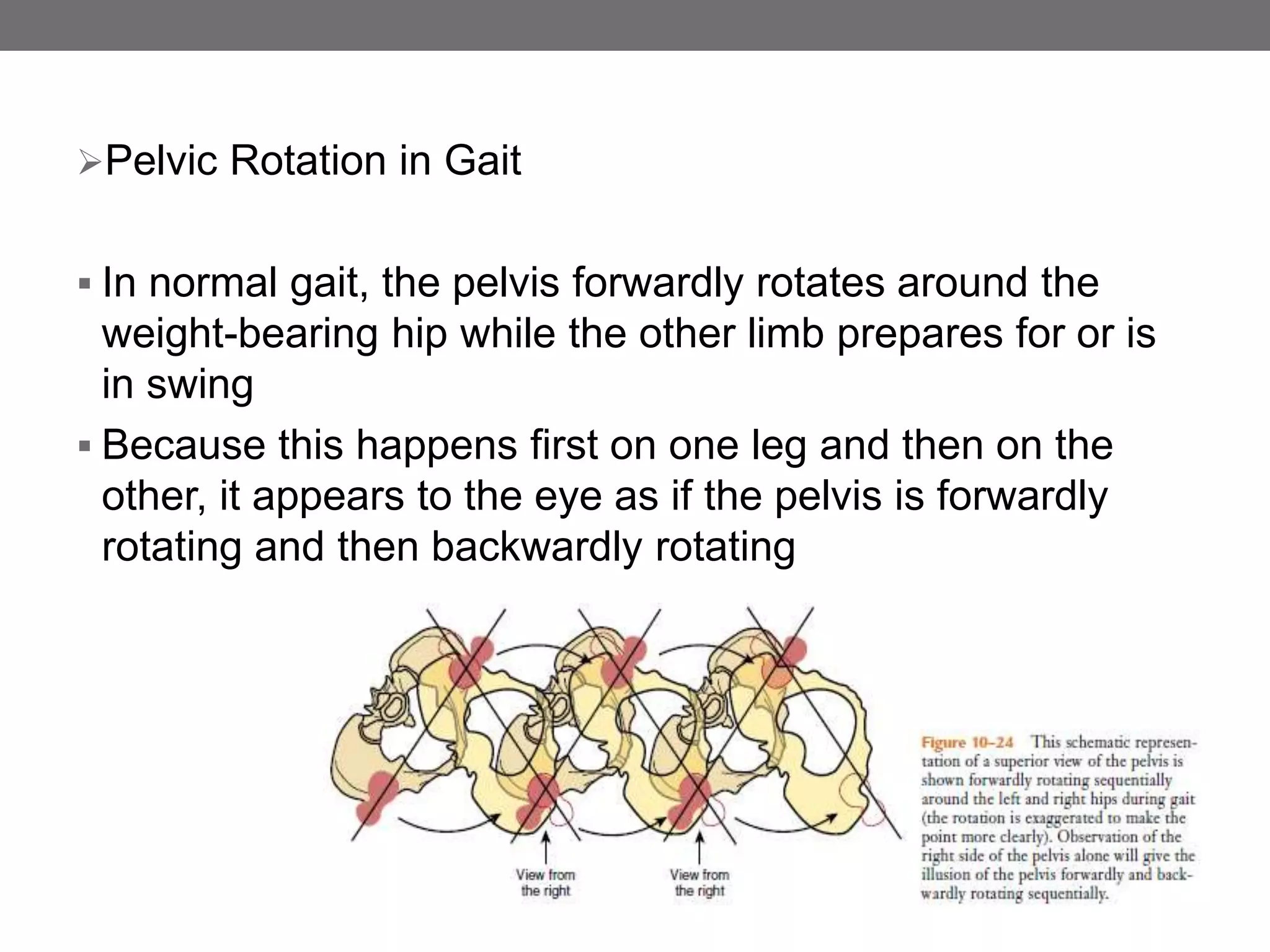BIOMECHANICS OF HIP JOINT BY Dr. VIKRAM | PPTX