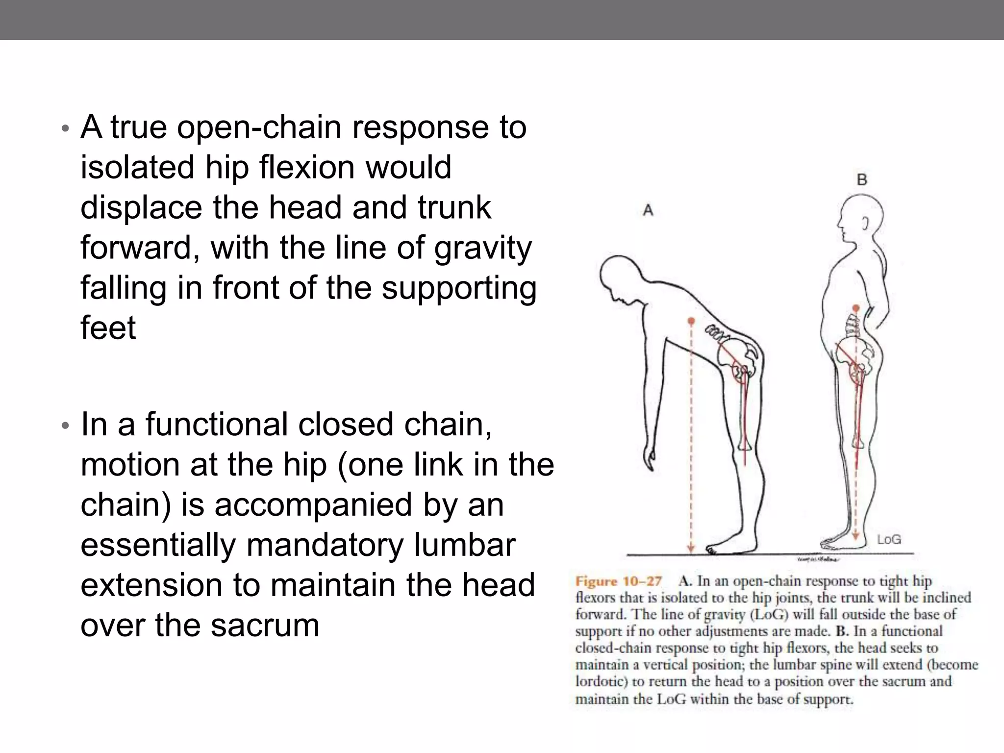 BIOMECHANICS OF HIP JOINT BY Dr. VIKRAM | PPTX