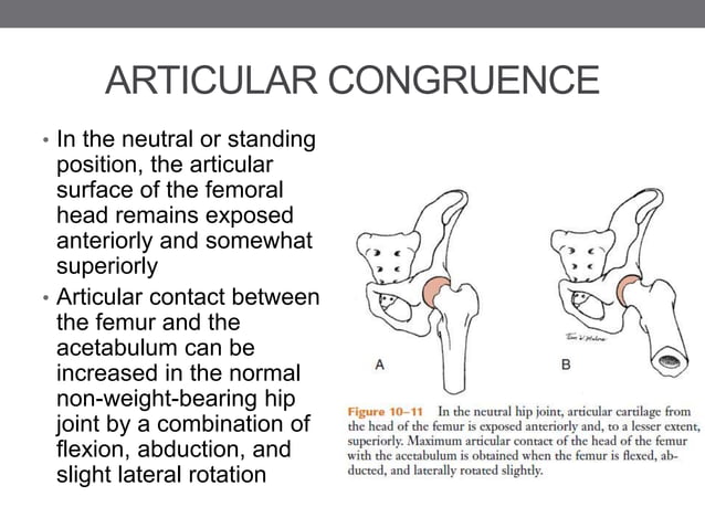 BIOMECHANICS OF HIP JOINT BY Dr. VIKRAM | PPTX
