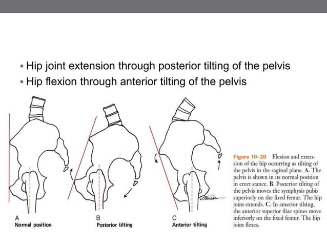 BIOMECHANICS OF HIP JOINT BY Dr. VIKRAM | PPTX