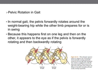 BIOMECHANICS OF HIP JOINT BY Dr. VIKRAM | PPTX
