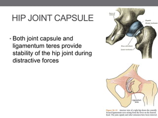 Hip Biomechanics