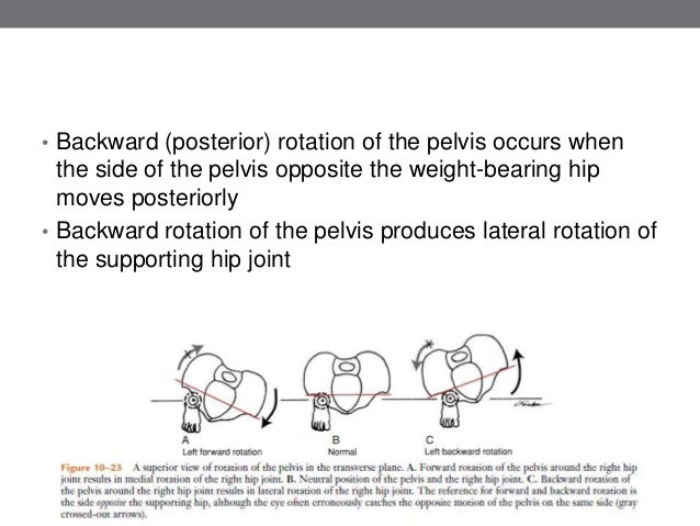 BIOMECHANICS OF HIP JOINT BY Dr. VIKRAM