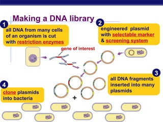 67 biotechnology2008 3 | PPT