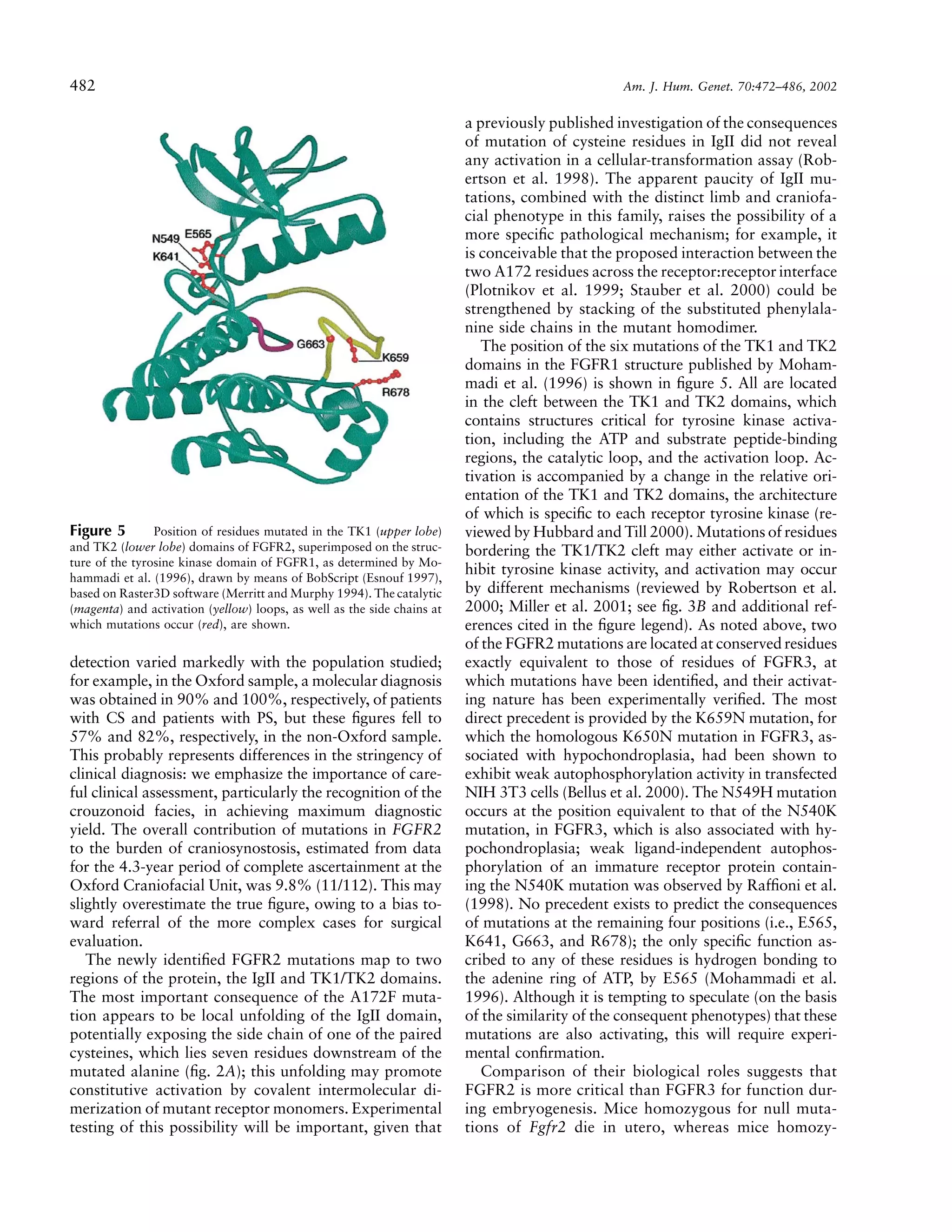 FGFR2 mutation spectrum | PDF