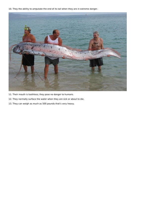 #FISHSURFING- OAR-FISH, LONGEST FISH IN THE WORLD | PDF