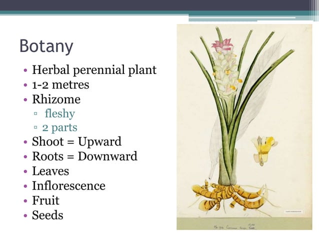 Turmeric powder use active ingredient use | PPT