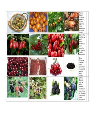 Iran Dried fruits | PDF | Weather | Science