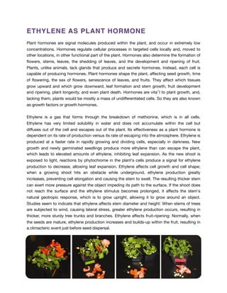 LoggerDaisy RipeSENSE | PDF