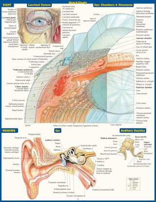 Anatomy Of The Senses 2nd ed Edition Barcharts | PDF