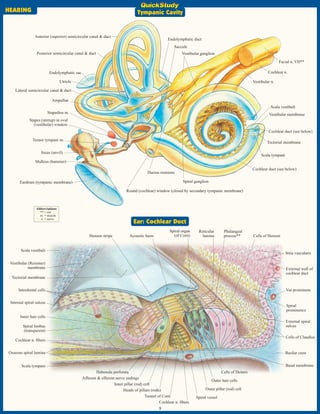 Anatomy Of The Senses 2nd ed Edition Barcharts | PDF