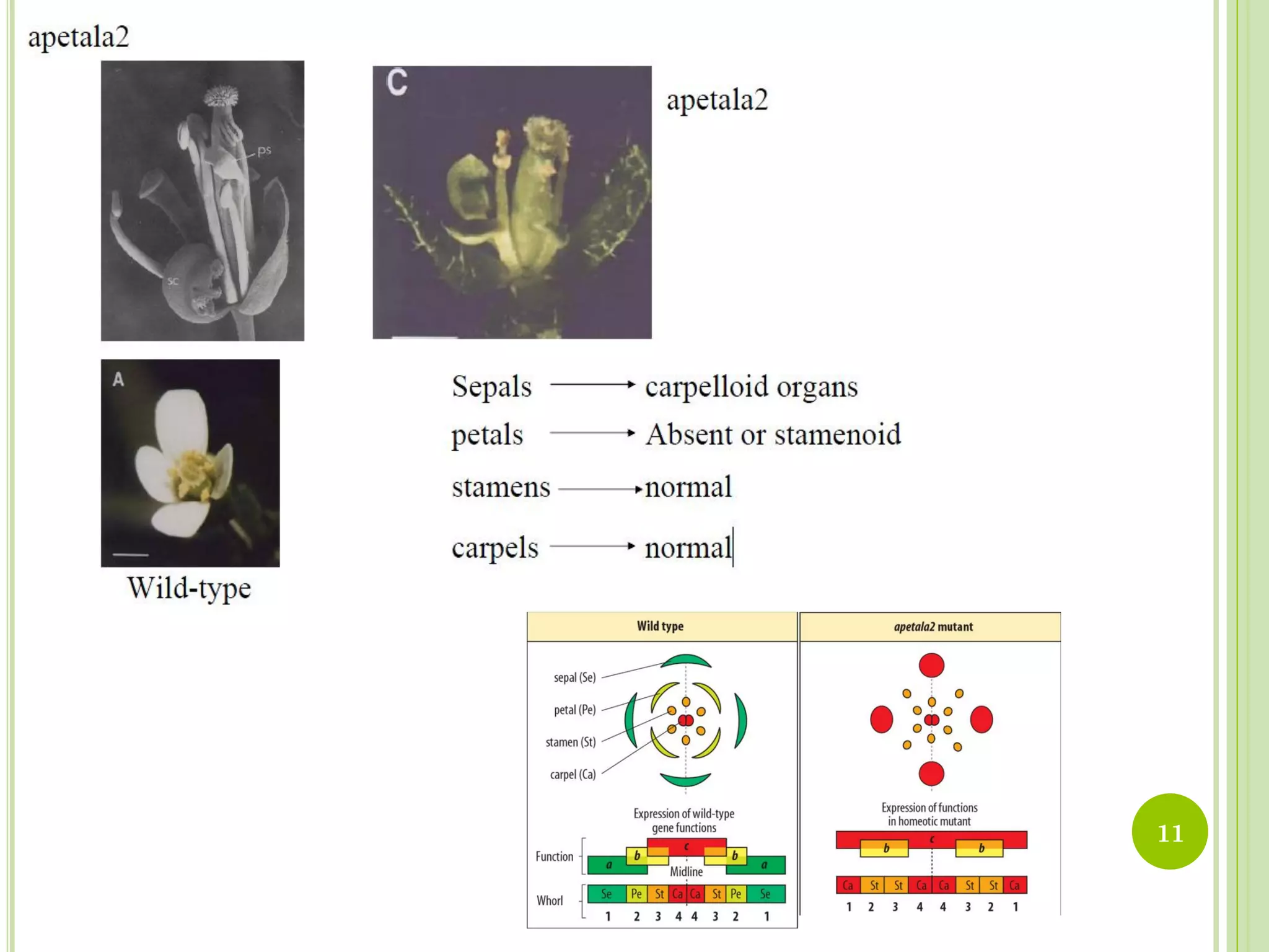 ABC model of flower development | PDF