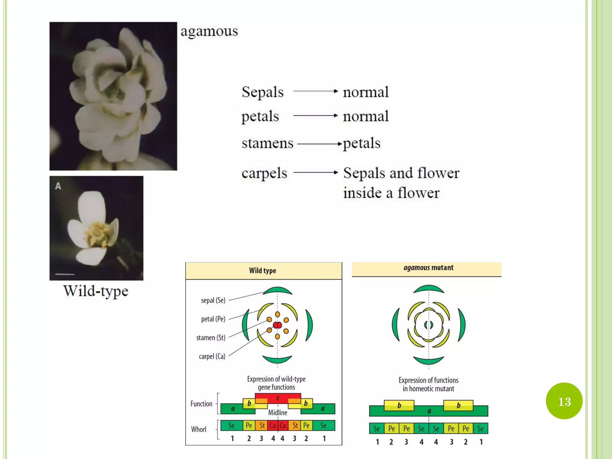 ABC model of flower development | PDF | Gardening | Home & Garden