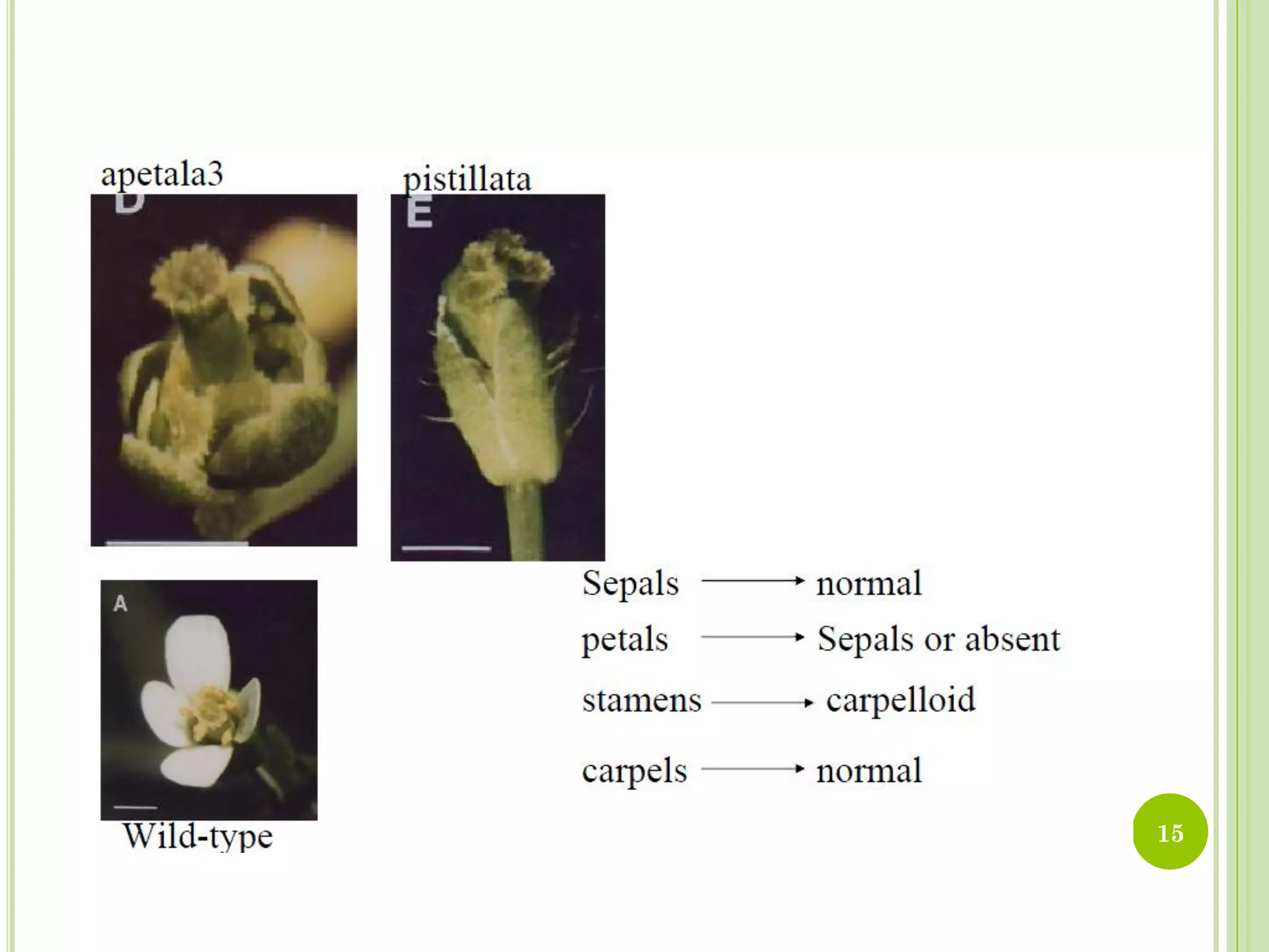 ABC model of flower development | PDF