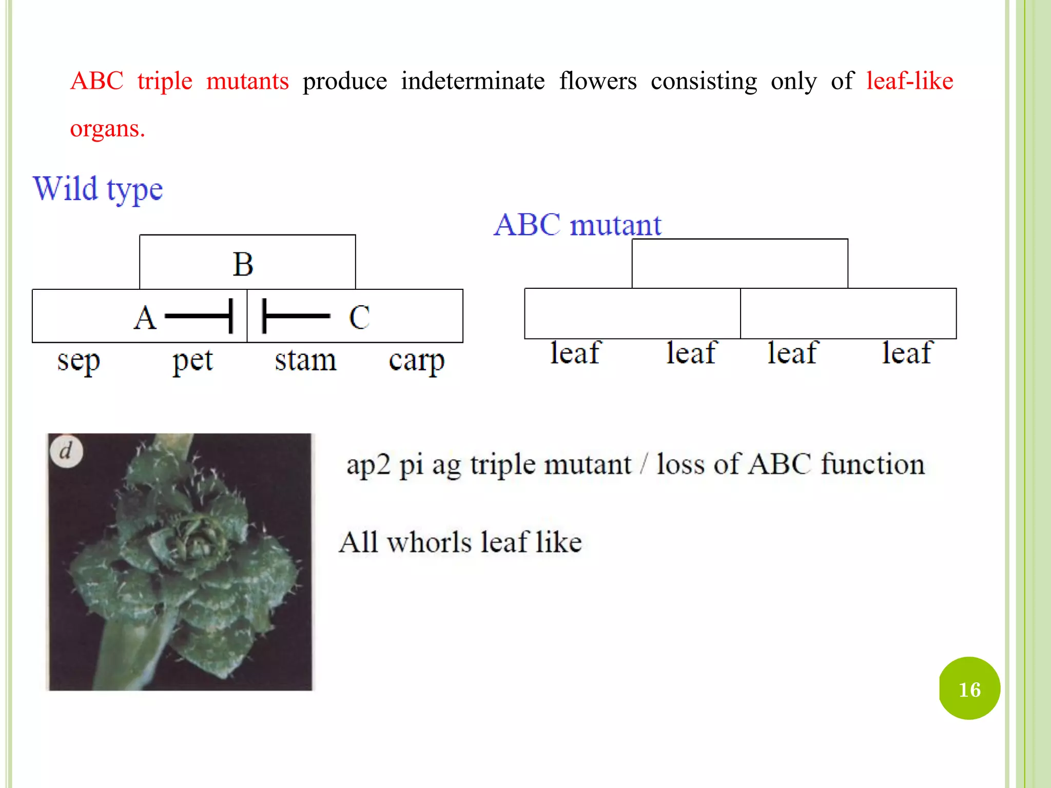 ABC model of flower development | PDF