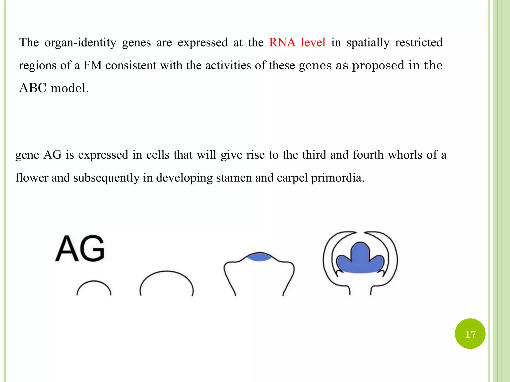 ABC model of flower development | PDF | Gardening | Home & Garden