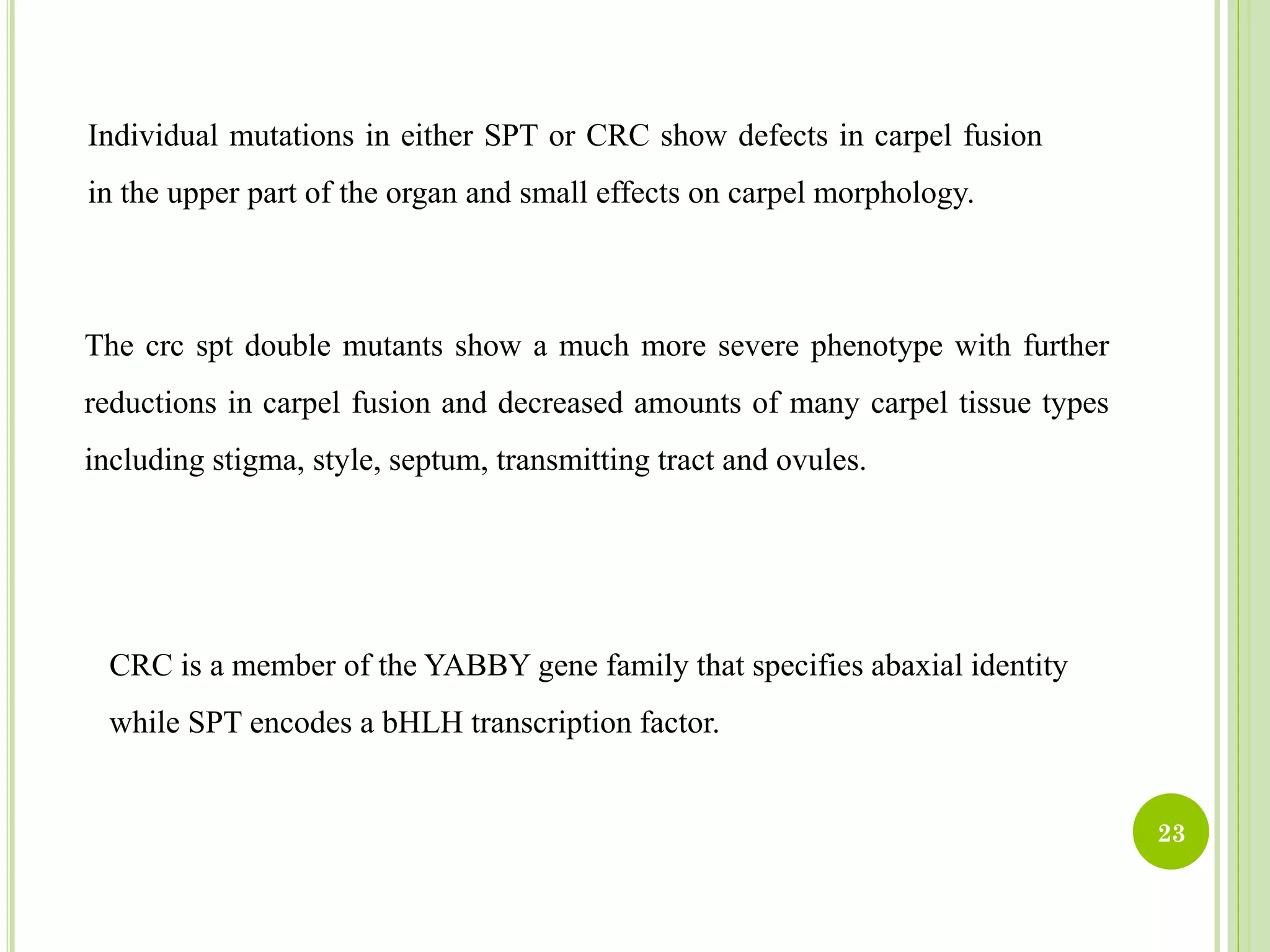 ABC model of flower development | PDF | Gardening | Home & Garden
