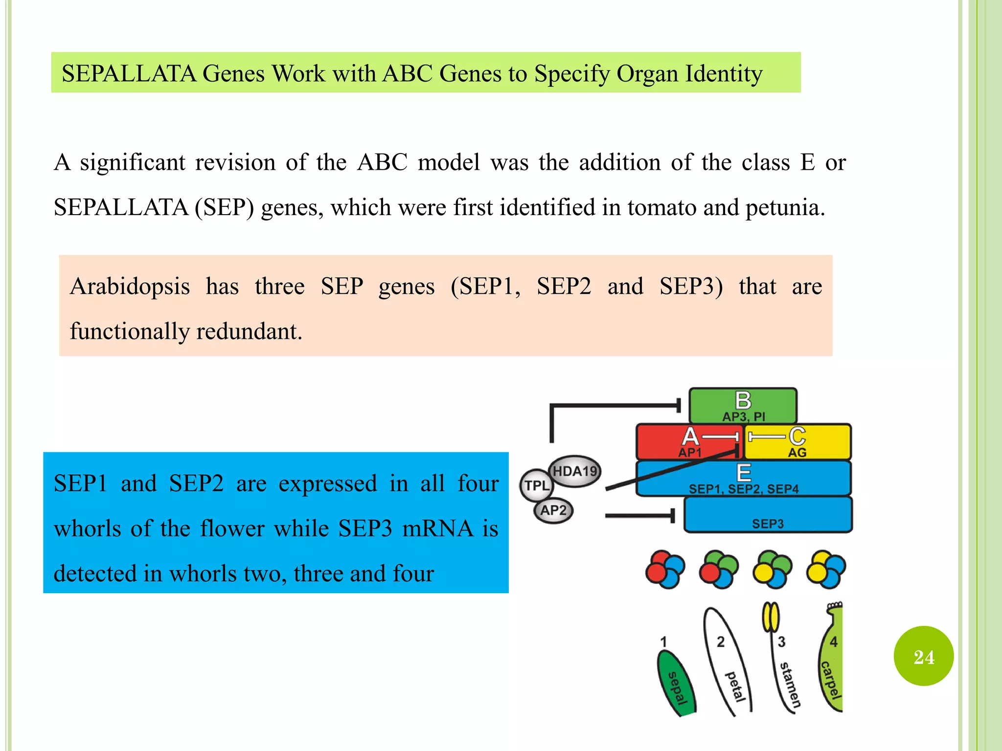 ABC model of flower development | PDF