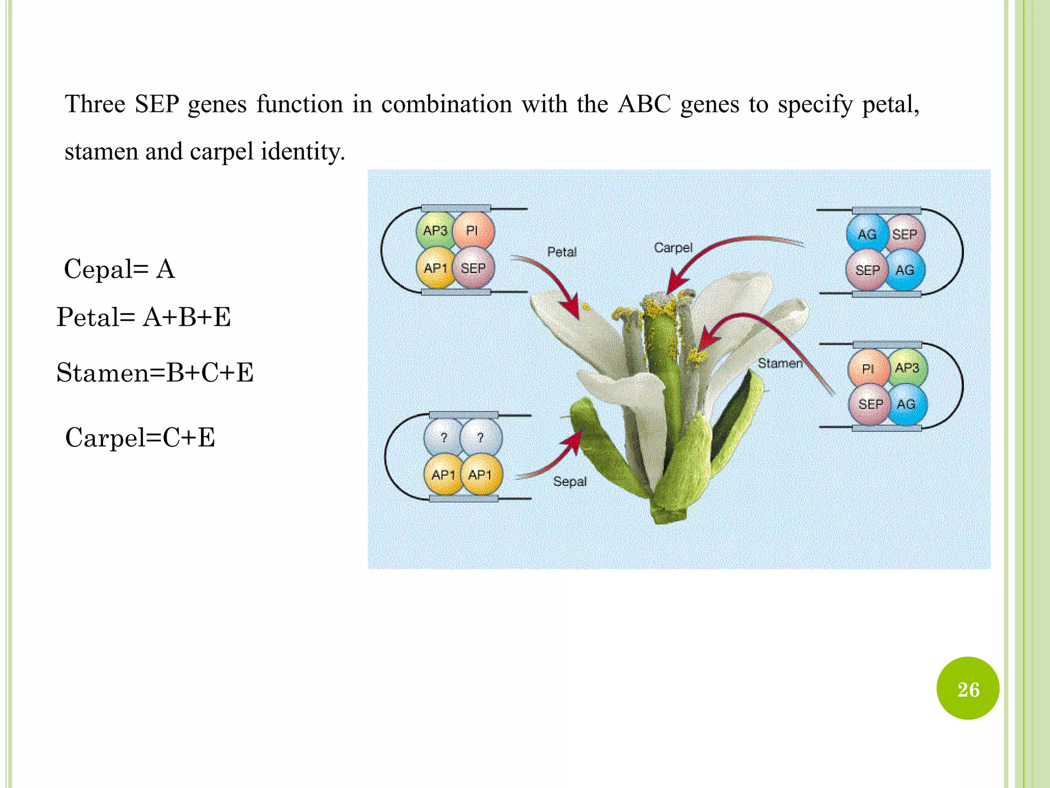 ABC model of flower development | PDF