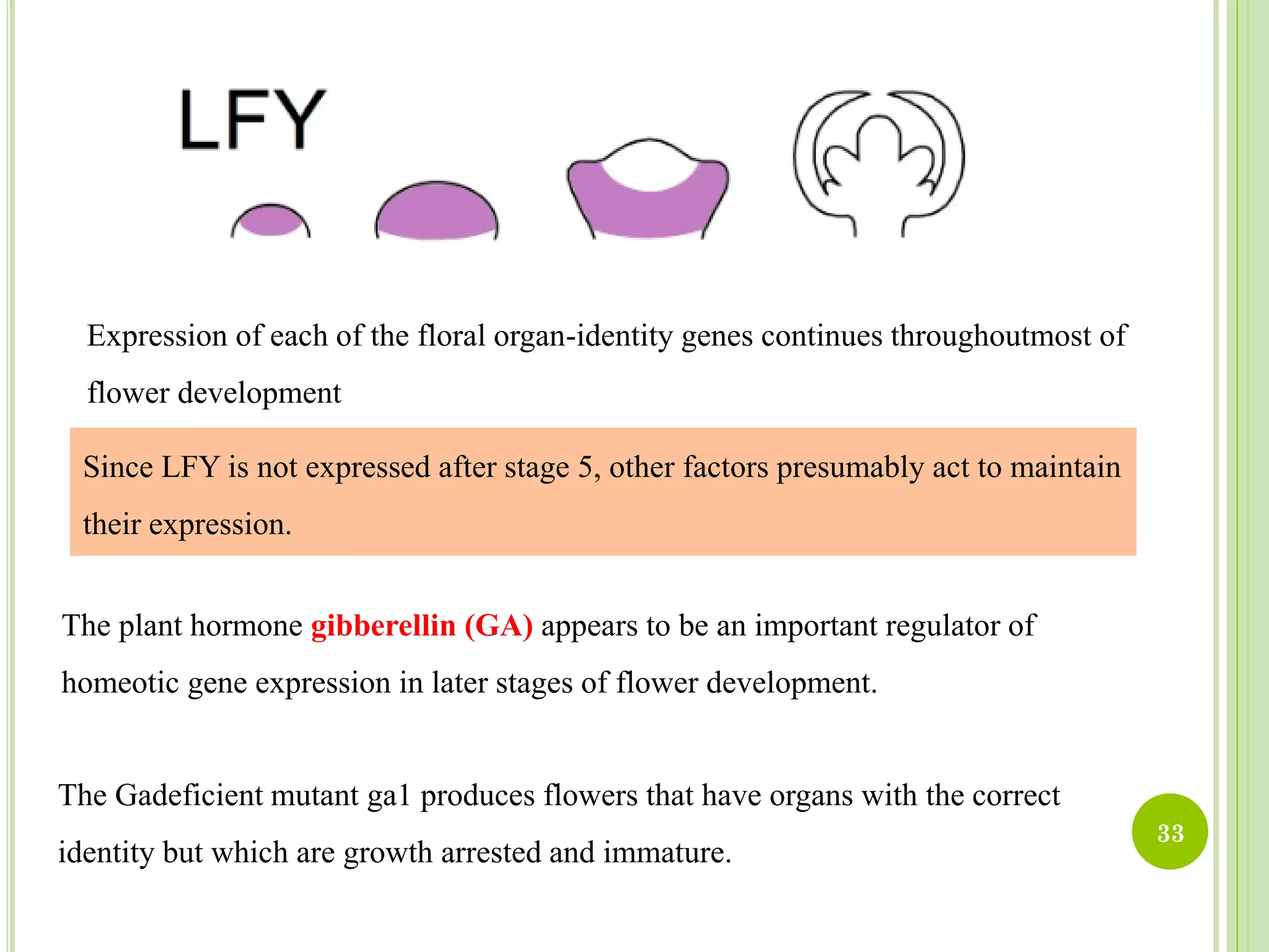 ABC model of flower development | PDF | Gardening | Home & Garden