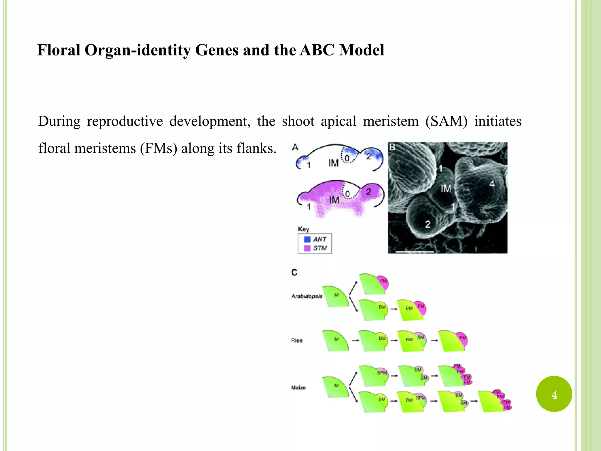 ABC model of flower development | PDF