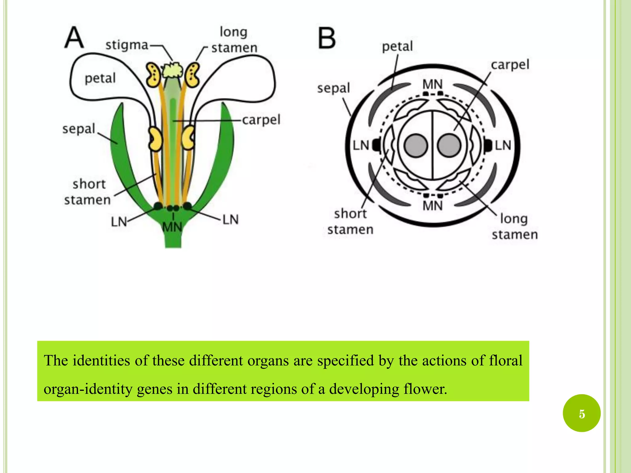 ABC model of flower development | PDF