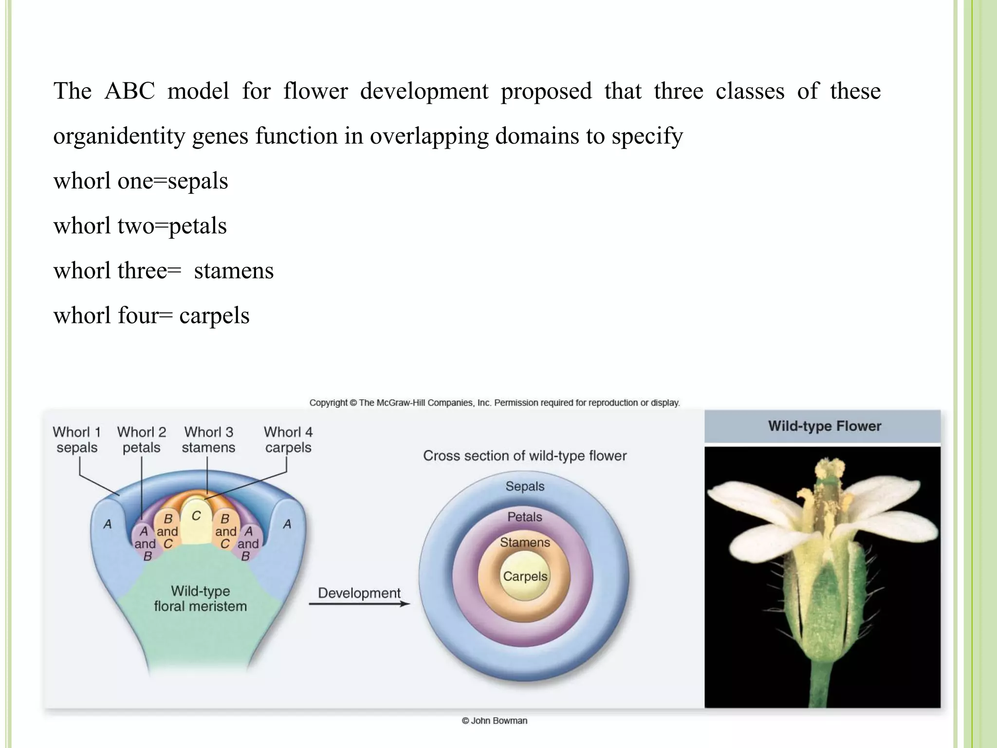 ABC model of flower development | PDF