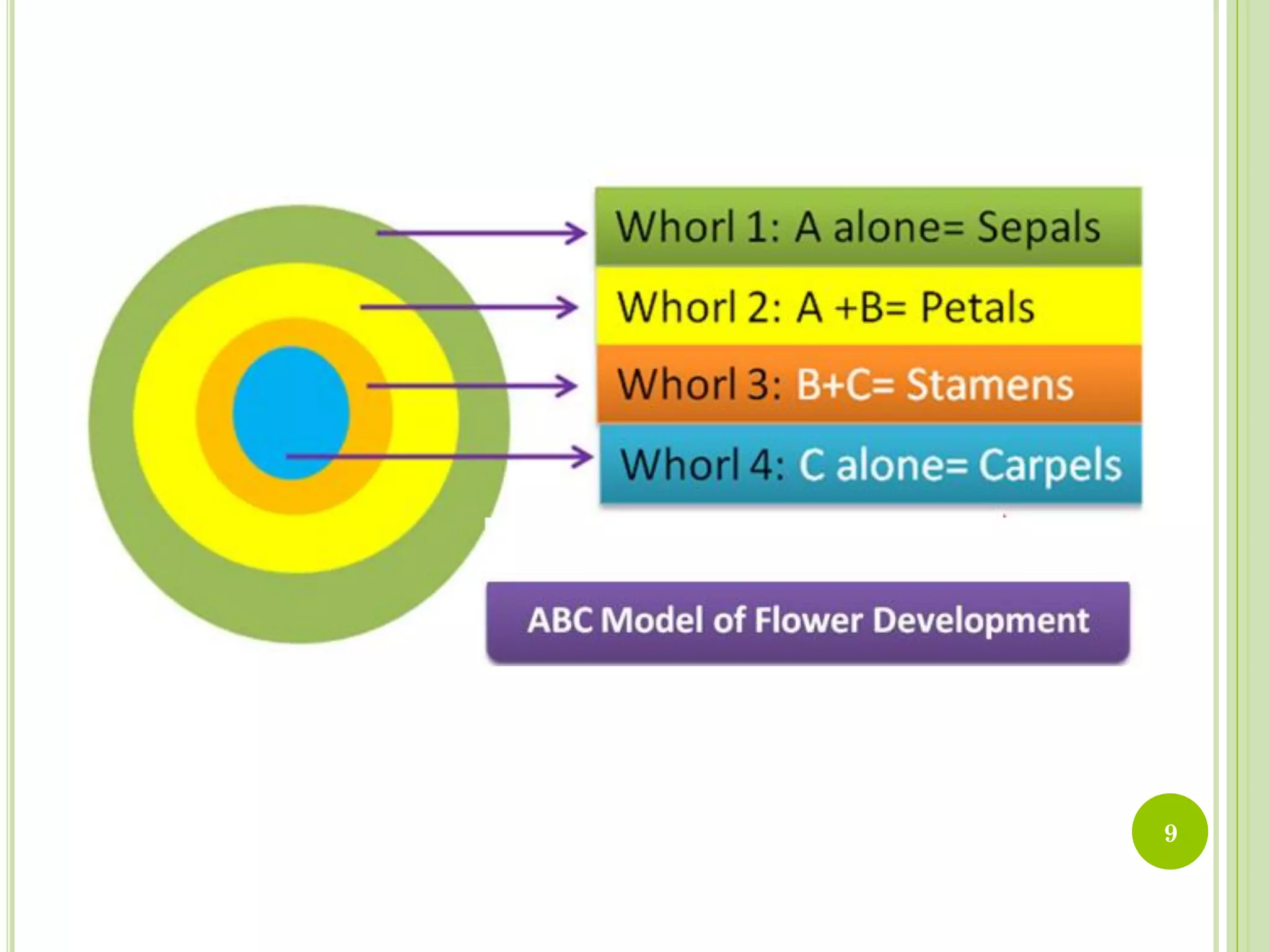 ABC model of flower development | PDF