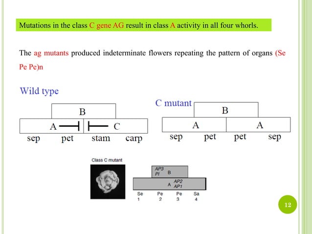 ABC model of flower development | PDF | Gardening | Home & Garden
