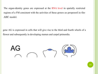 ABC model of flower development | PDF