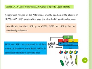 ABC model of flower development | PDF