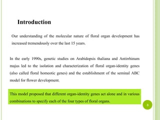 ABC model of flower development | PDF
