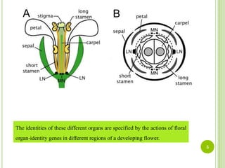ABC model of flower development | PDF