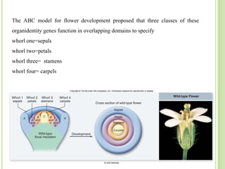 ABC model of flower development | PDF