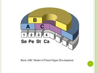 ABC model of flower development | PDF